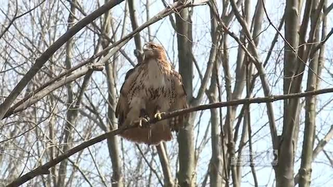 Raptor Hunt | wnep.com
