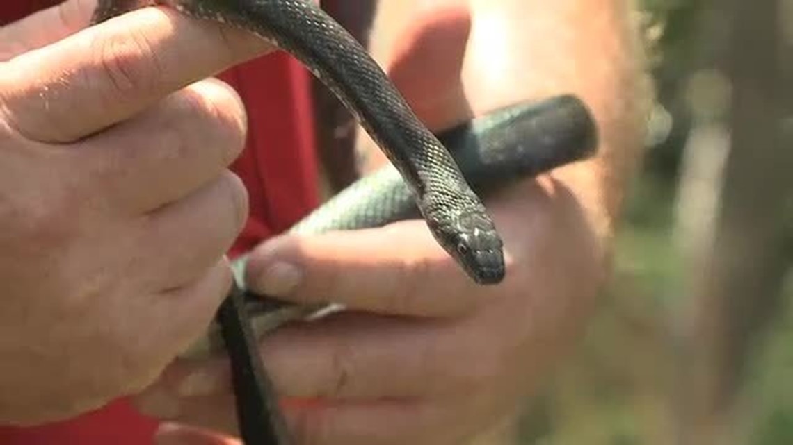 Snakes with Rick Koval | wnep.com