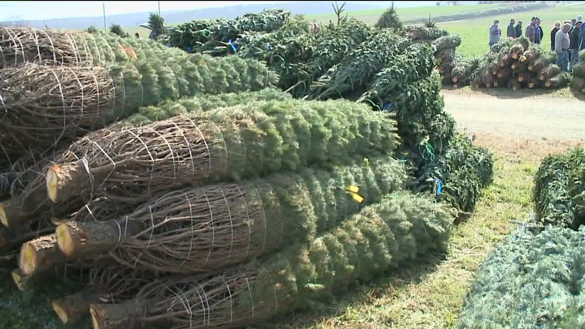 Annual Christmas Tree Auction Smaller Than Normal | wnep.com