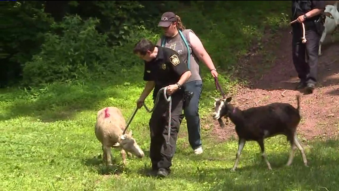 Wild Ride for Goats, Sheep During Police Chase in Northumberland County ...