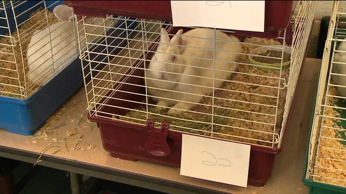 50 Rabbits Seized From a Farm in Lycoming County | wnep.com