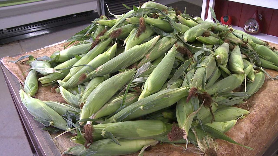 Early Crop of Sweet Corn | wnep.com