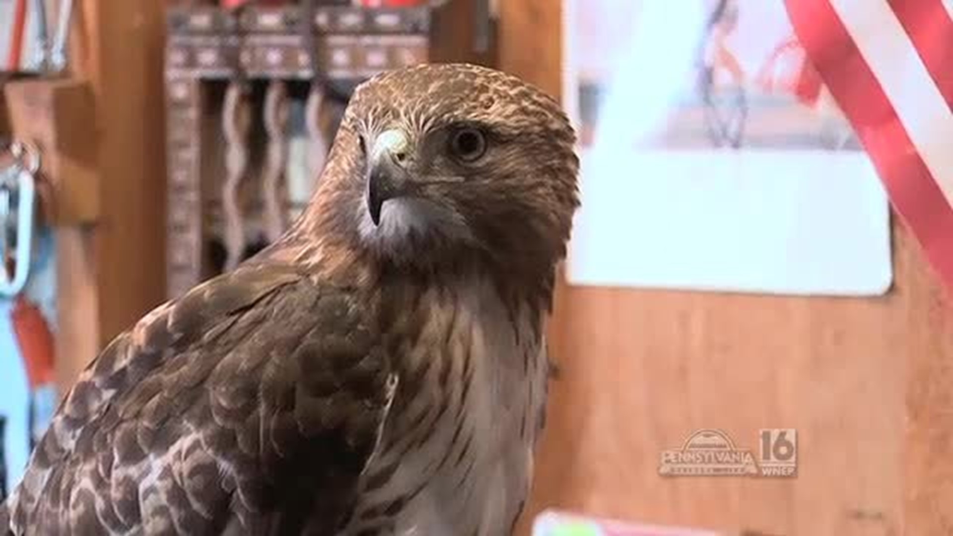 Raptor Hunt | wnep.com