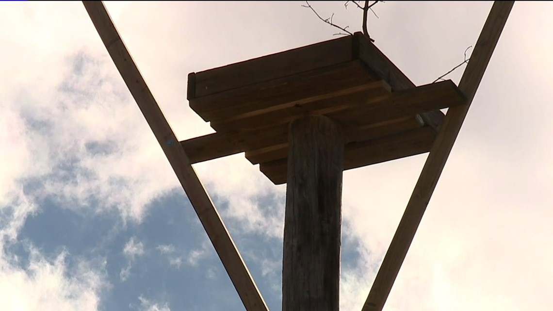 PPL Crews Volunteer to Raise Osprey Nest | wnep.com