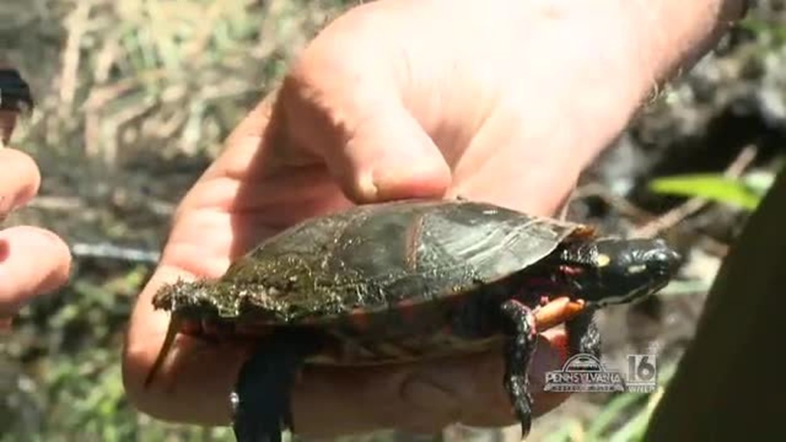 Turtle Trapping | wnep.com