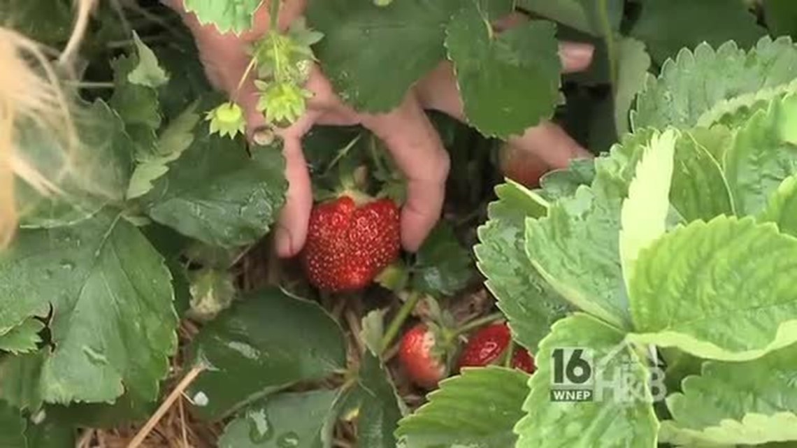 Strawberry Picking Season is Here! | wnep.com
