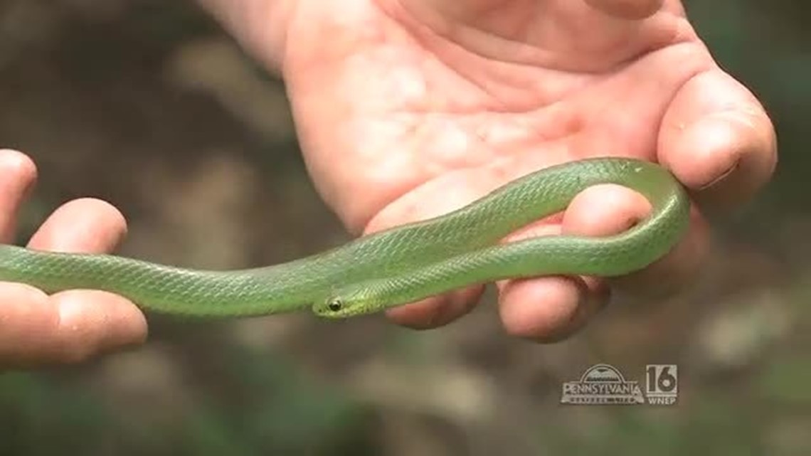 Snake and Turtle search with Rick Koval | wnep.com