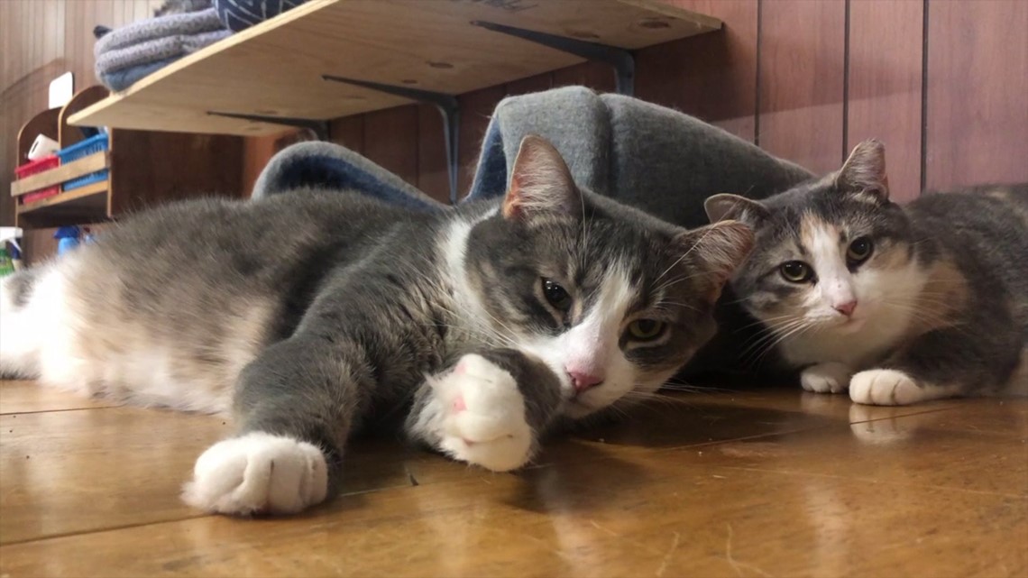 Rescued Cats Up for Adoption as Animal Rescue Seeks Help | wnep.com