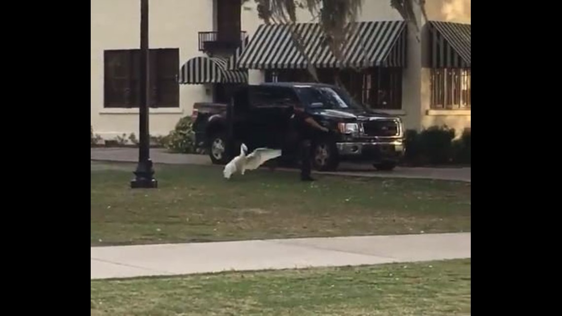 Police Pursuit: Angry Swan Chases Orlando Police Officer | wnep.com