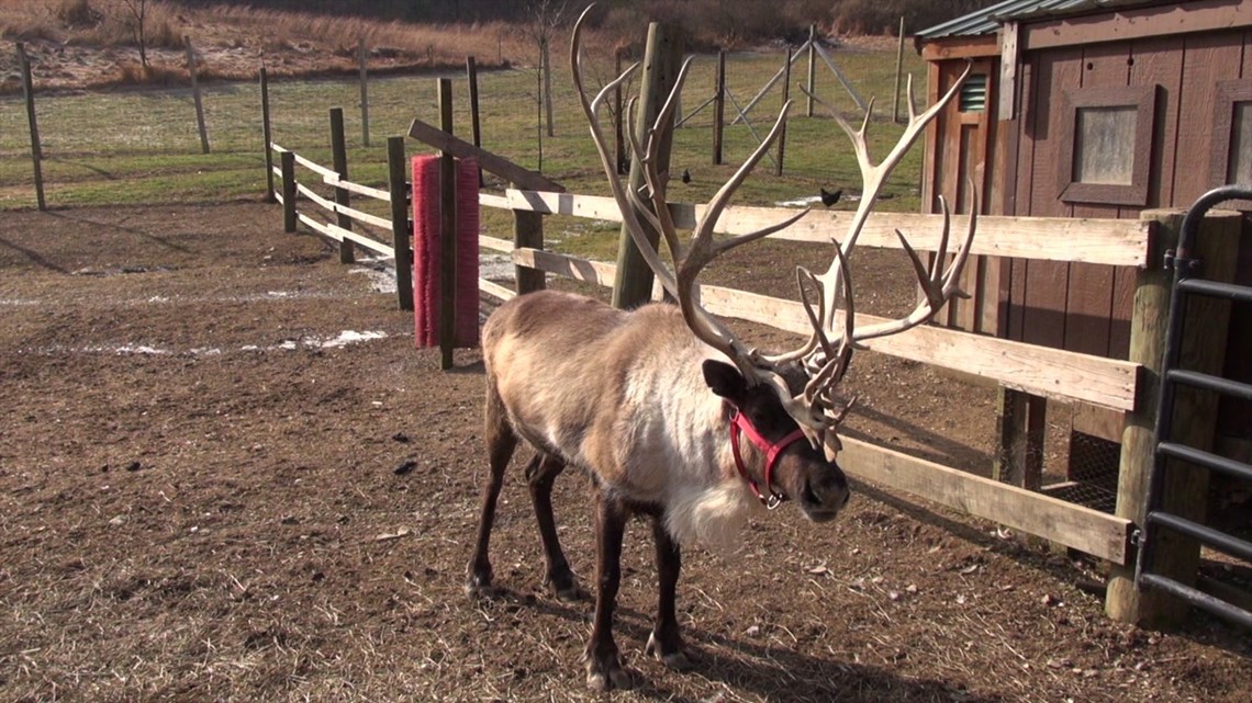 Reindeer in Training in Columbia County | wnep.com