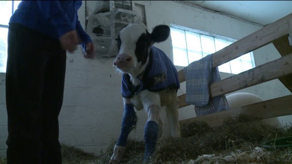 Volunteers Looking for Help to Care for Sick Calf | wnep.com