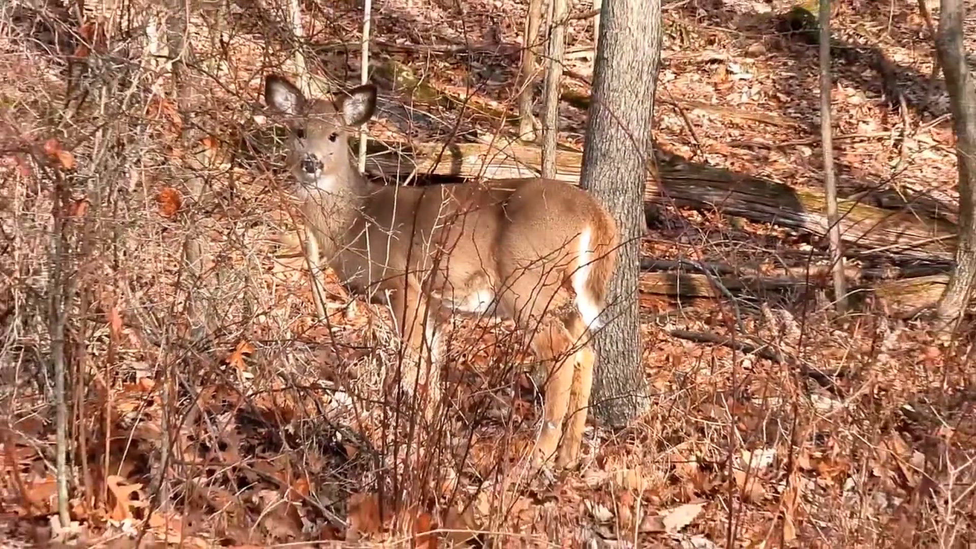 Young one | wnep.com