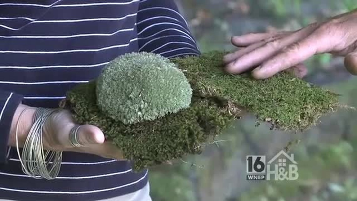 Visit a Moss Farm | wnep.com