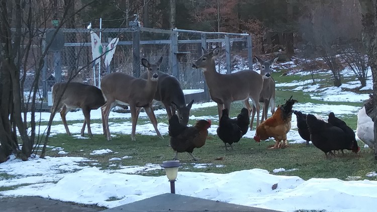 Photolink Library | wnep.com