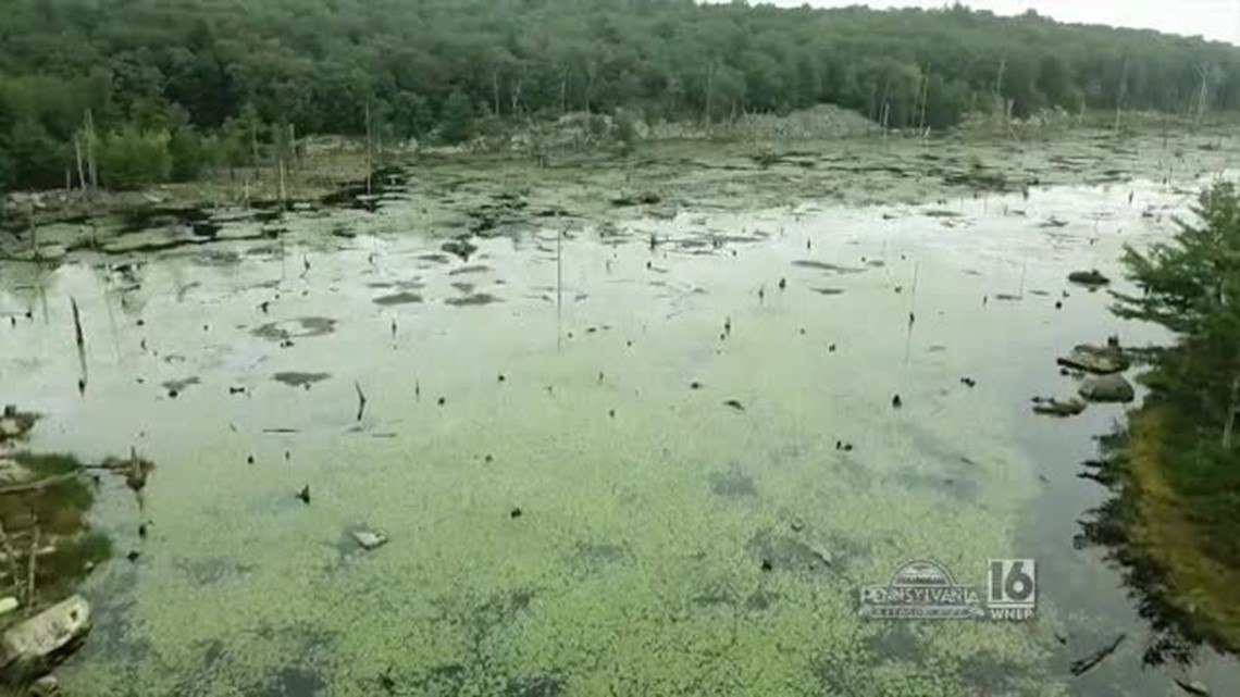 Duck Research-Habitat | wnep.com