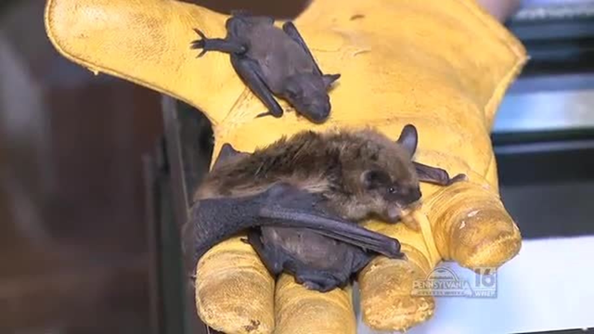 A First for POL: Bat Pups | wnep.com