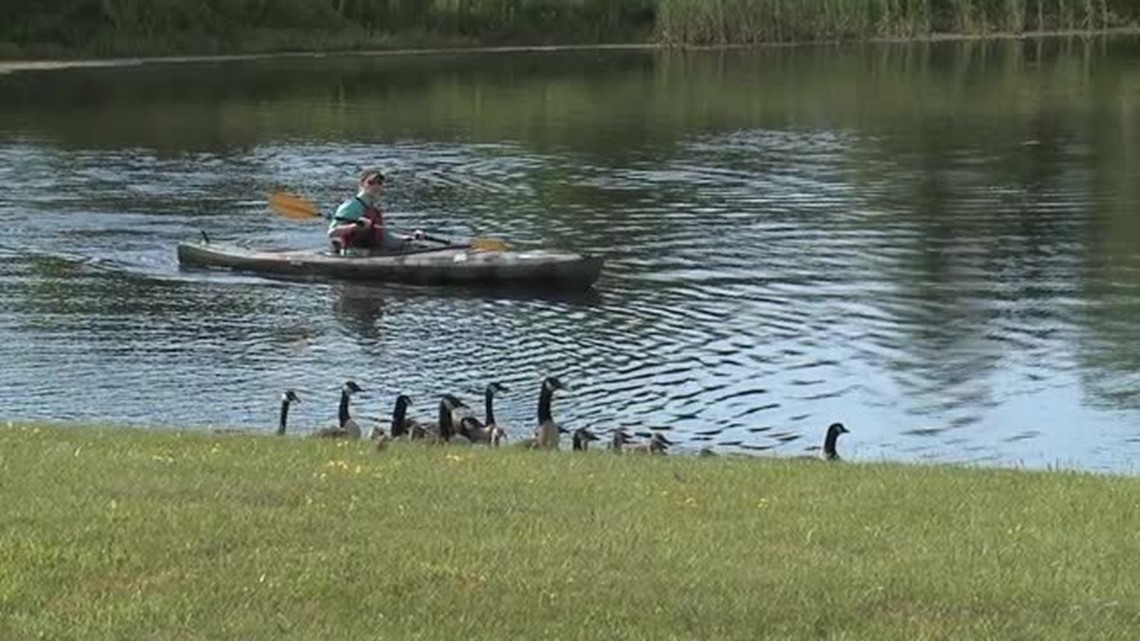 Goose Banding | wnep.com
