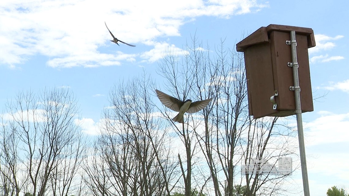 Tree Swallow Project Update | wnep.com