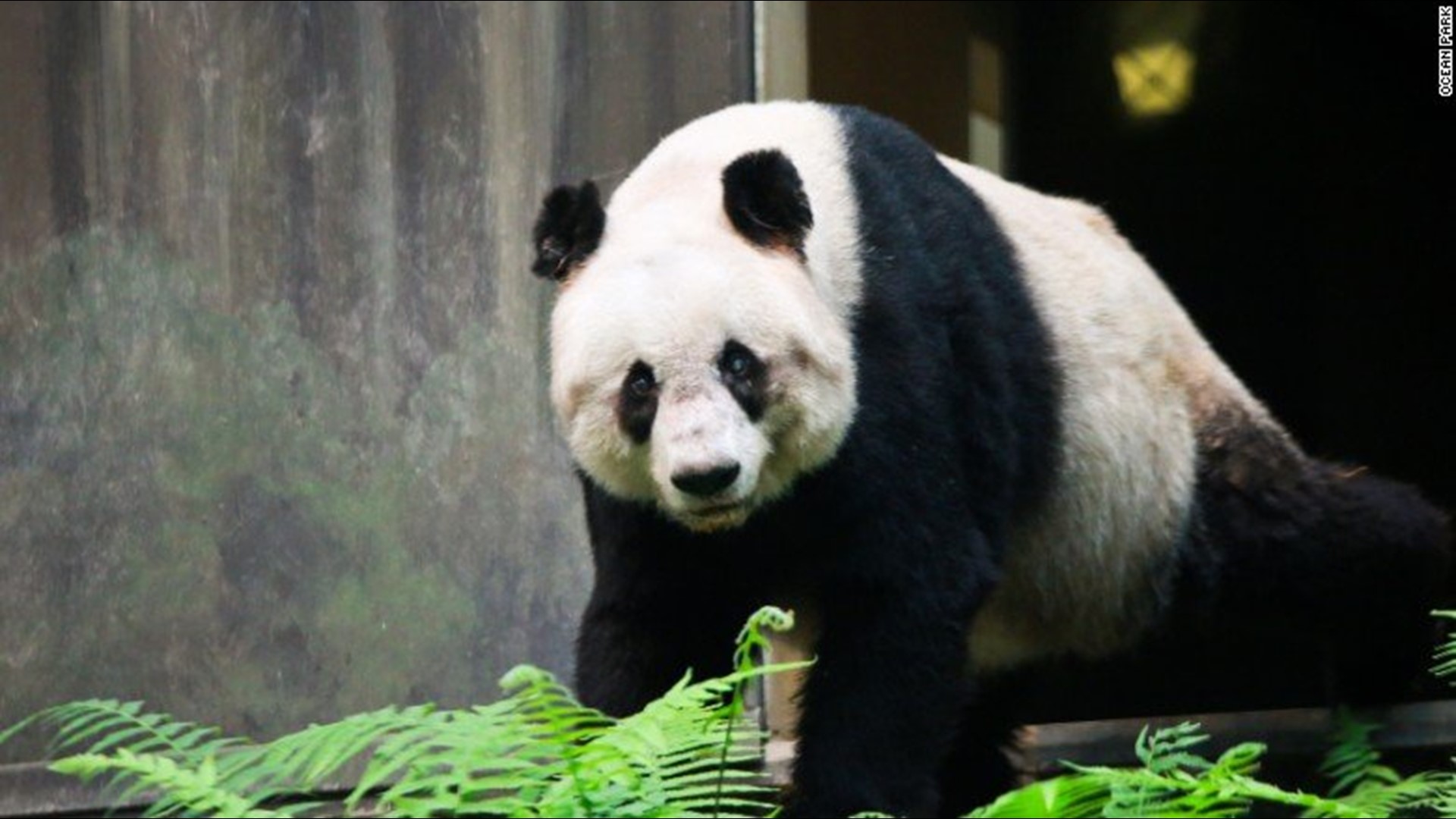 World’s Oldest Panda Jia Jia Dies in Hong Kong | wnep.com