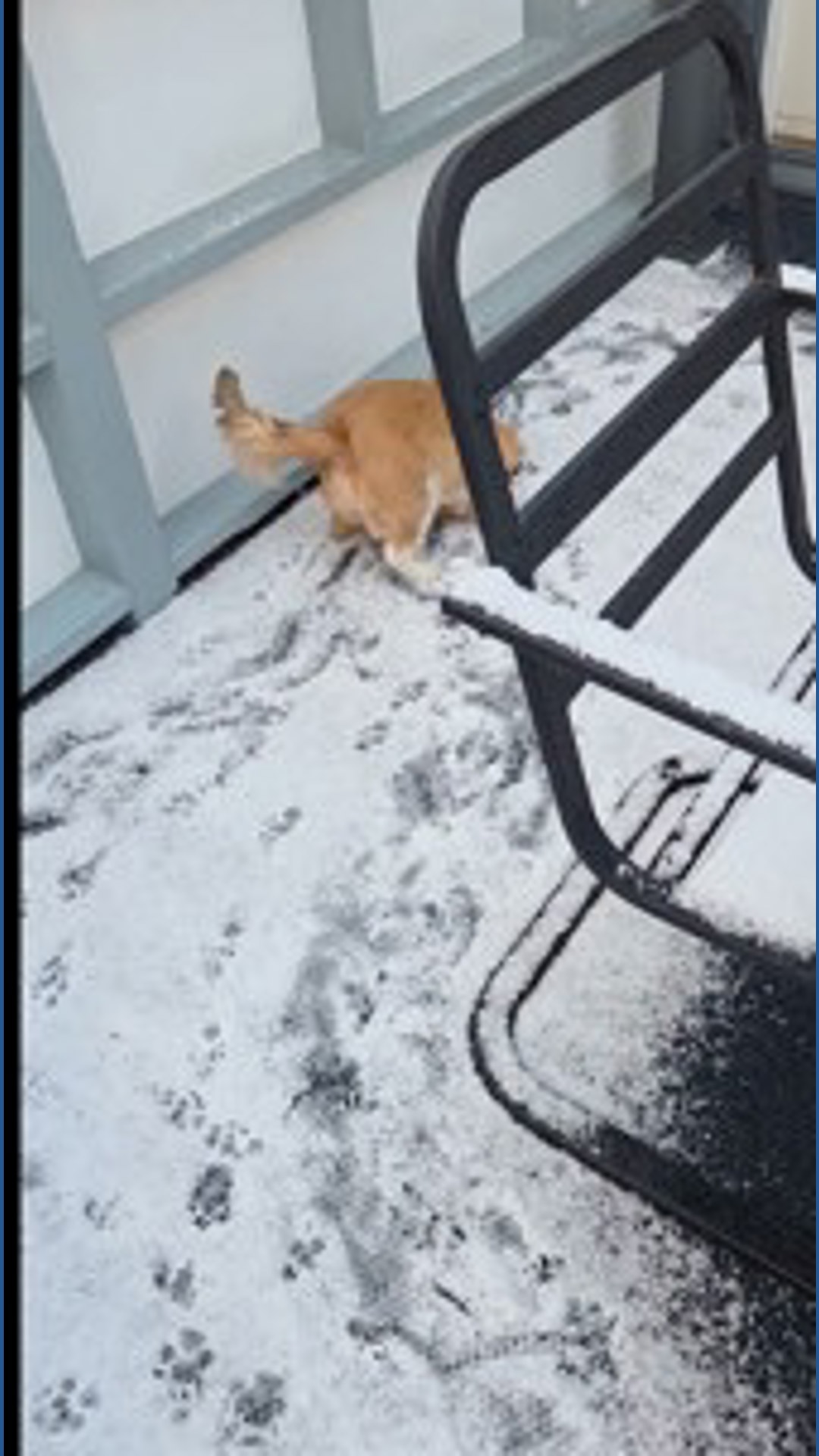 SNOW DOG SHEBA | wnep.com