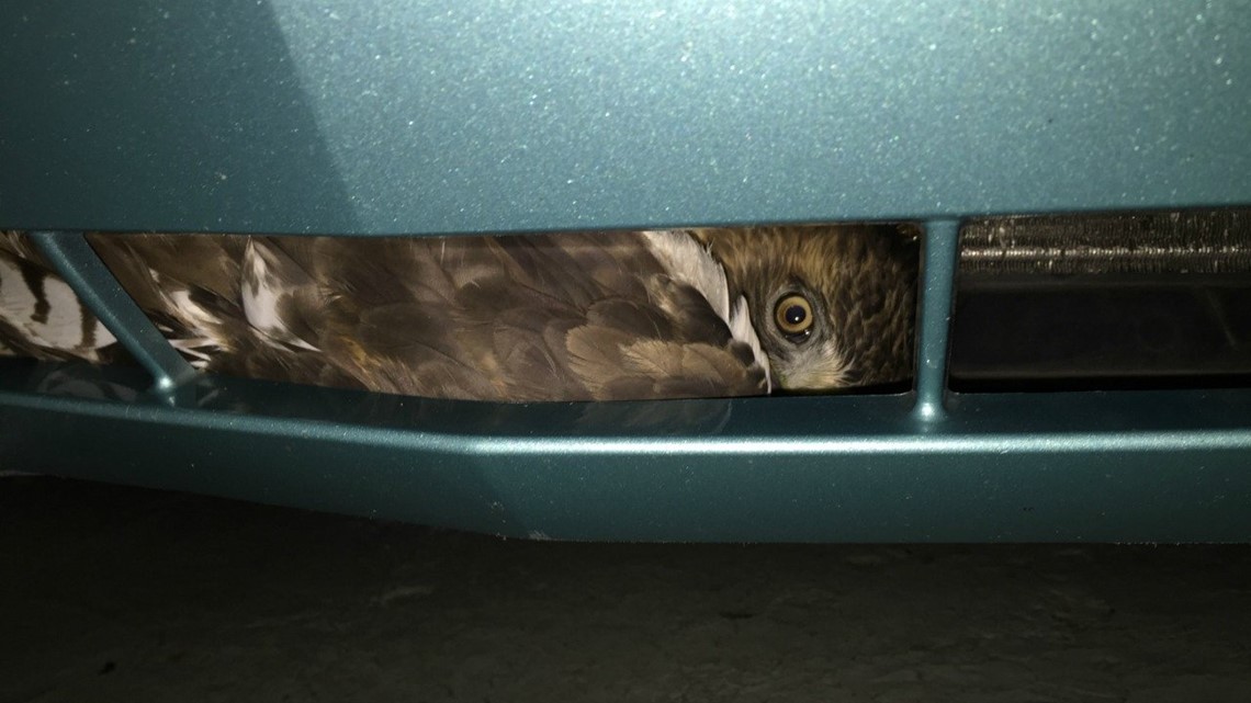 Trapped in a T-Bird: Hawk Stuck in Front Bumper | wnep.com