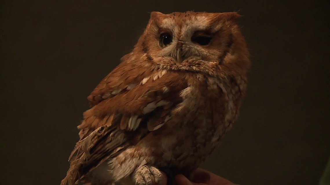 Aquarium Transforms into Hogwarts for Harry Potter Takeover | wnep.com