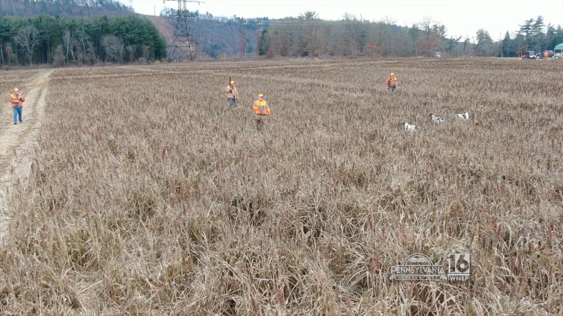 Dusty W German Shorthaired Pointers | wnep.com