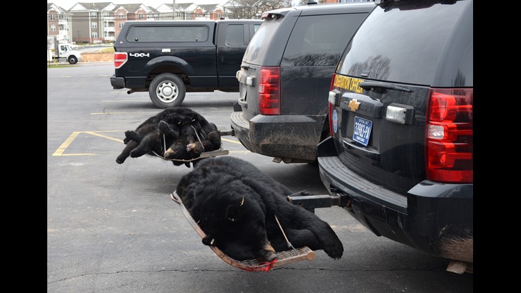 Game Commission Investigating ‘Suspicious’ Bear Deaths | wnep.com