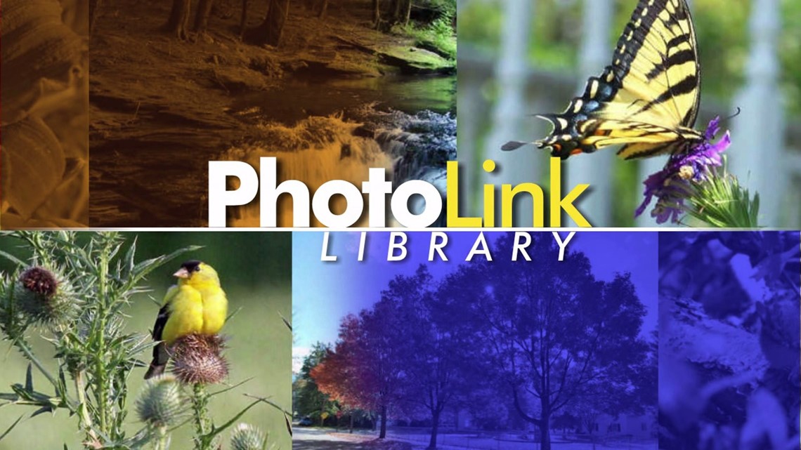 Photo Gallery: The Best of 2015 in the PhotoLink Library | wnep.com