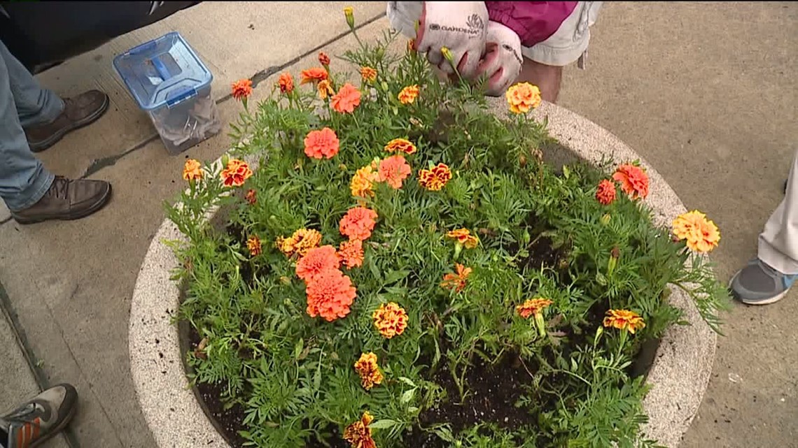 New Planters in Downtown Scranton | wnep.com