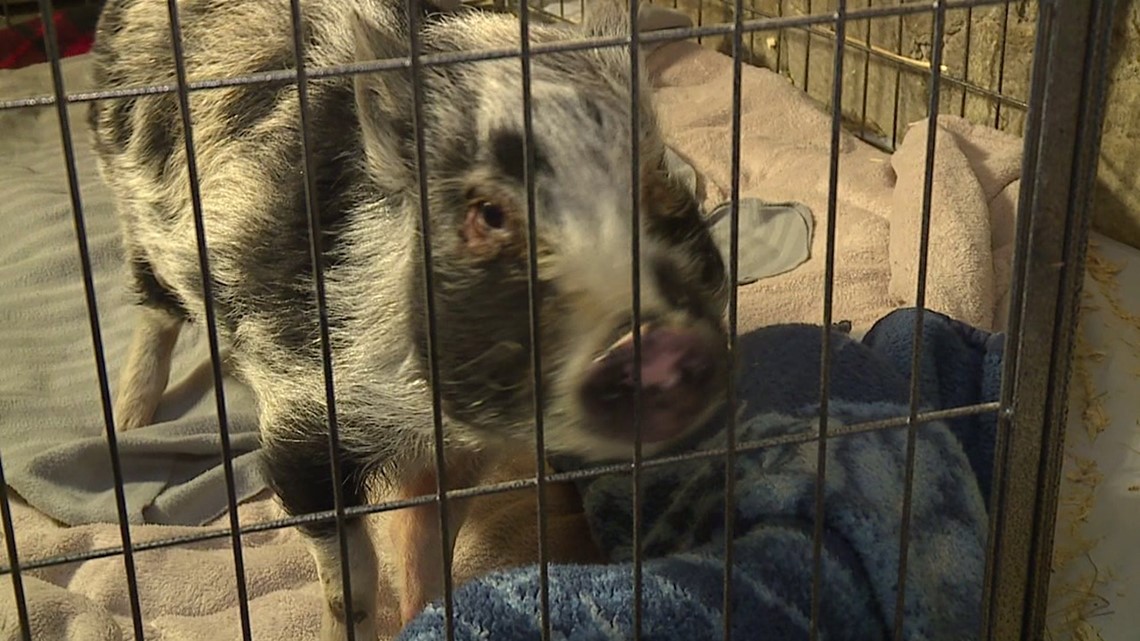 Neglected Pig Found on the Side of the Road in Lackawanna County | wnep.com