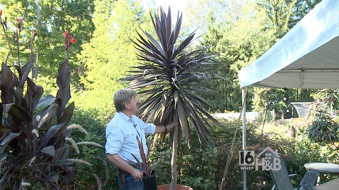 Garden Fails and Epic Successes | wnep.com