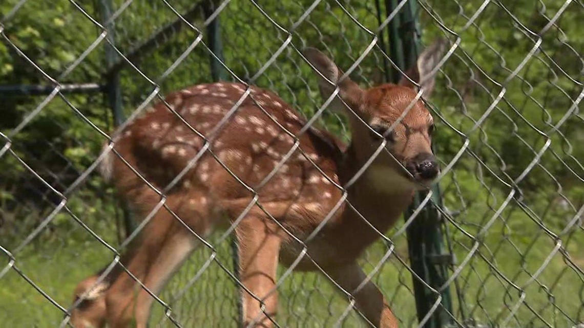 Fawn season in full swing | wnep.com