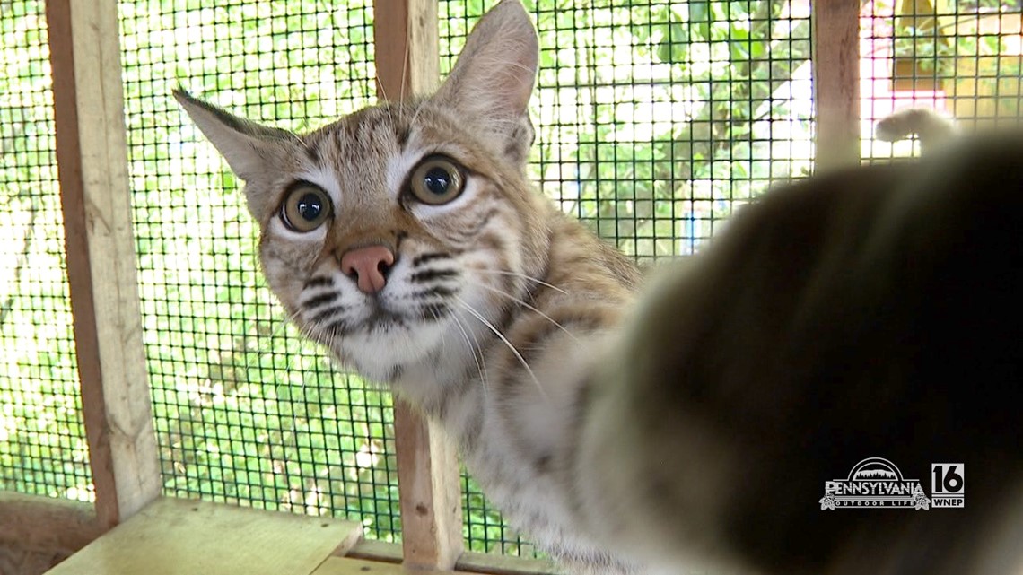 Pocono Wildlife Education Animals | wnep.com