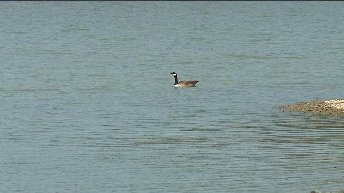 Too Many Geese? | wnep.com