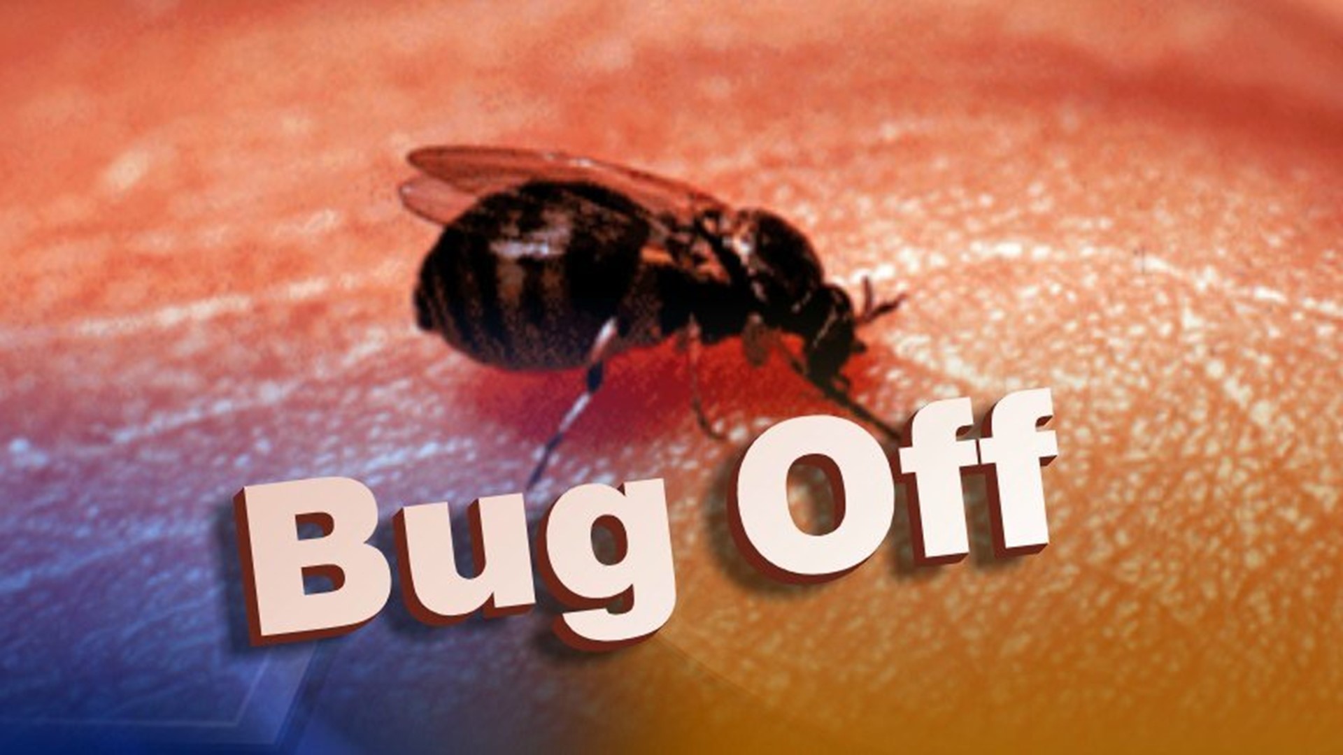 Gnats Really Bugging People in Luzerne County | wnep.com