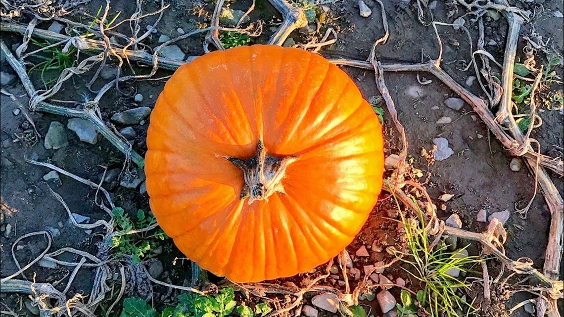 STEVENS SAYS: Where Oh Where is the Perfect Pumpkin? | wnep.com