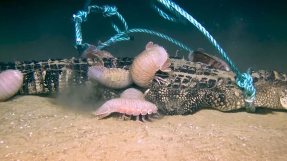 Video Shows Football-Sized Crustaceans Devouring Alligator on Ocean ...