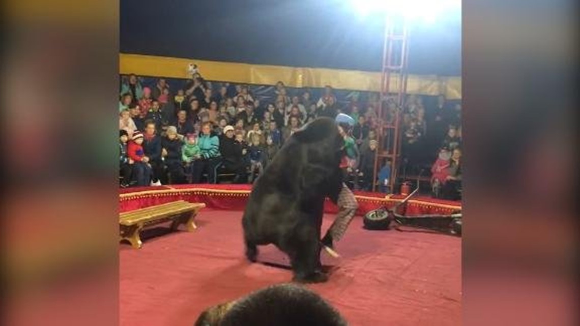 Circus Bear Attacks His Handler in Front of Horrified Families in ...