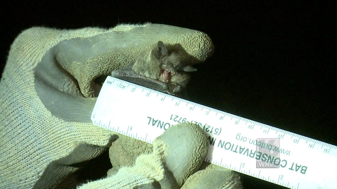 Power To Save December, 2017: Are Pennsylvania Bats Beating White Nose ...