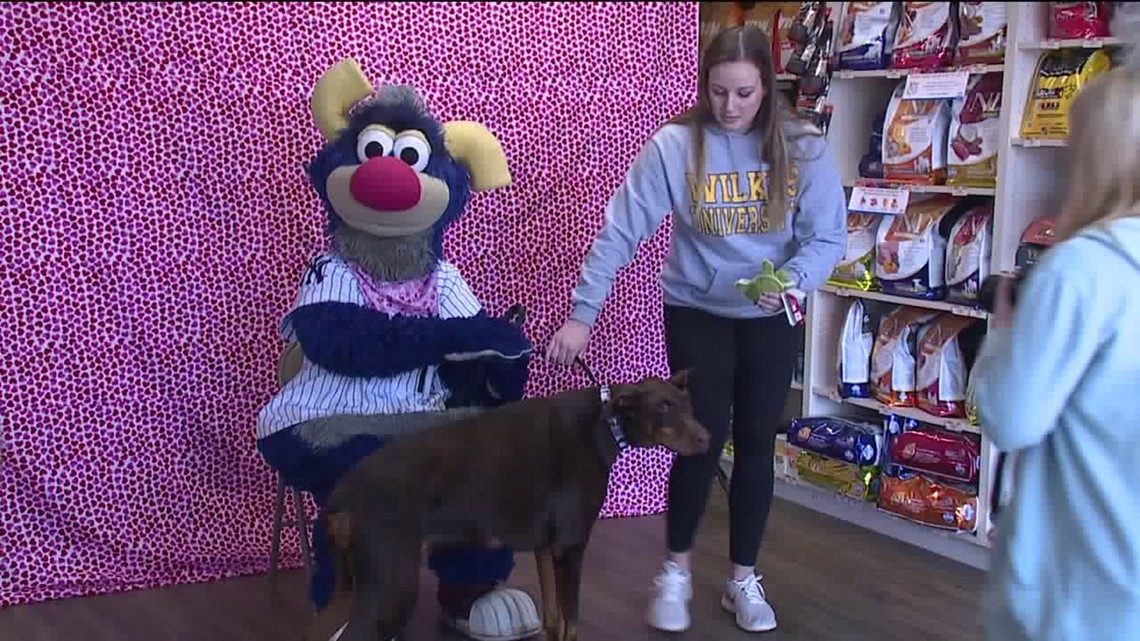 Fundraiser for Blue Chip Farm Animal Refuge | wnep.com