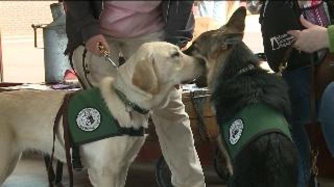 Guide Dogs Show Off Their Skills | wnep.com