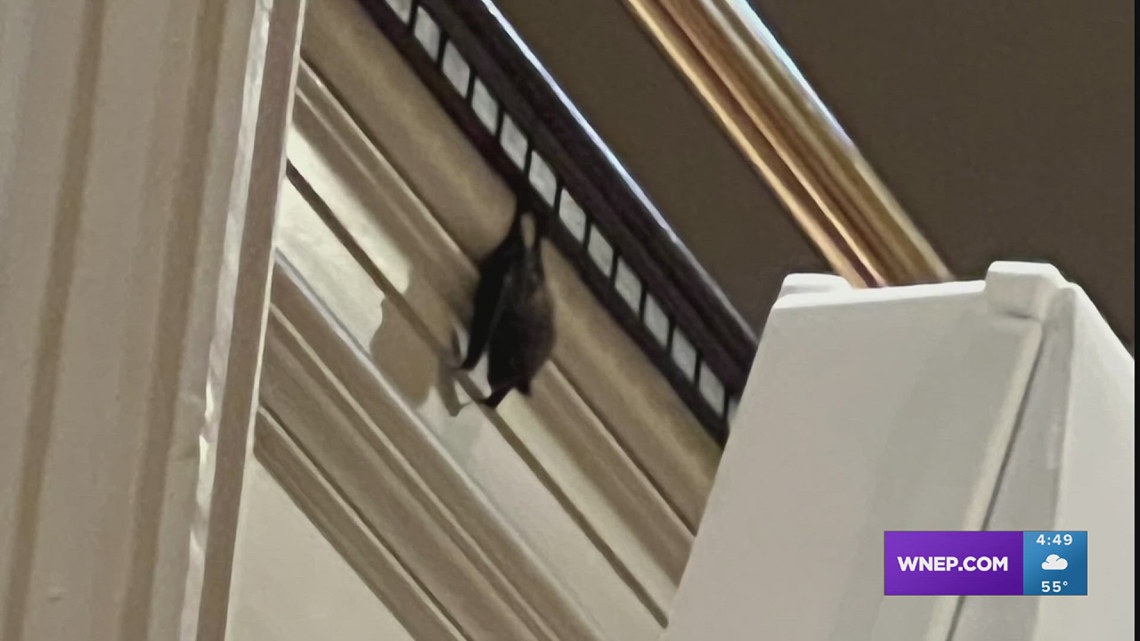 Bat, mice rescued by the Newswatch 16 Team | wnep.com