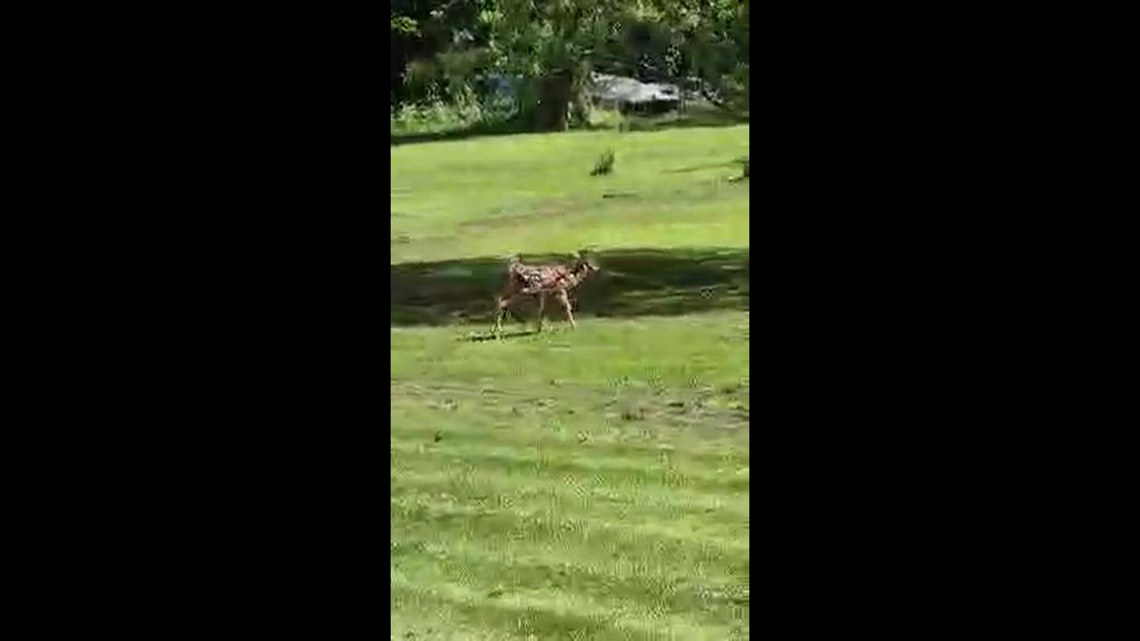 Fawn | wnep.com