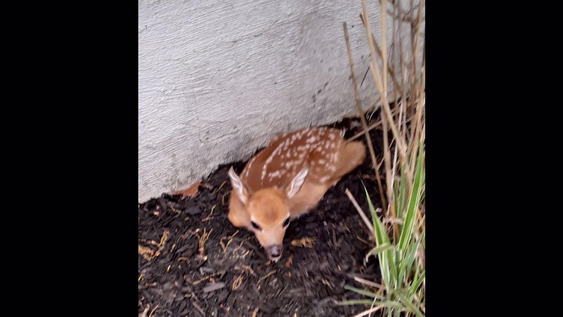 Your Photos: Fawn season 2021 | wnep.com