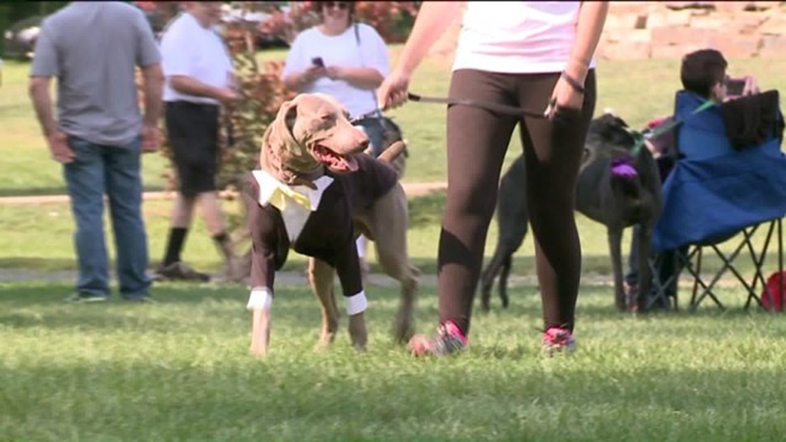 Dogs Wed in Scranton | wnep.com