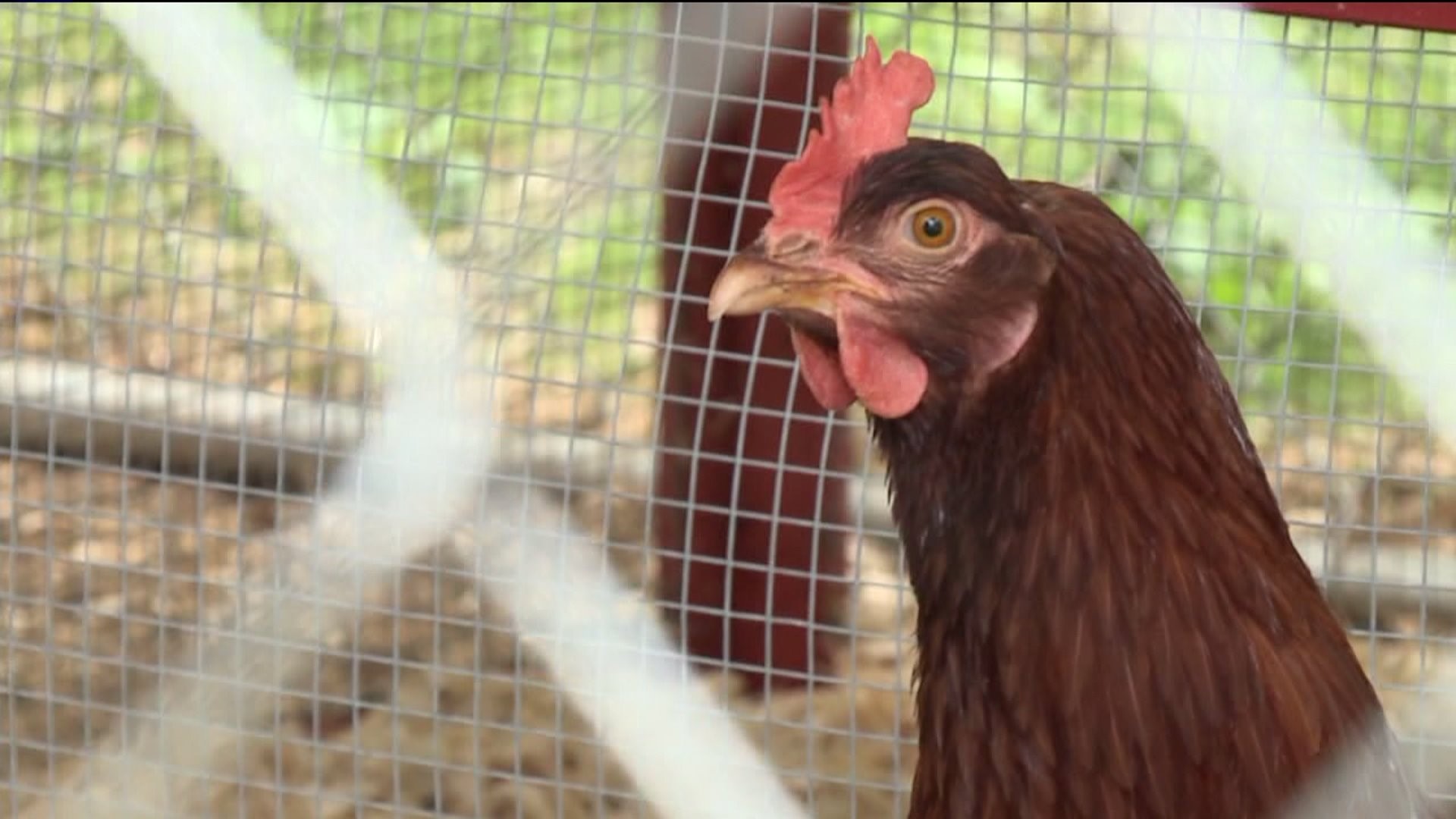 Mount Pocono Officials Consider Changing Chicken Rule | wnep.com