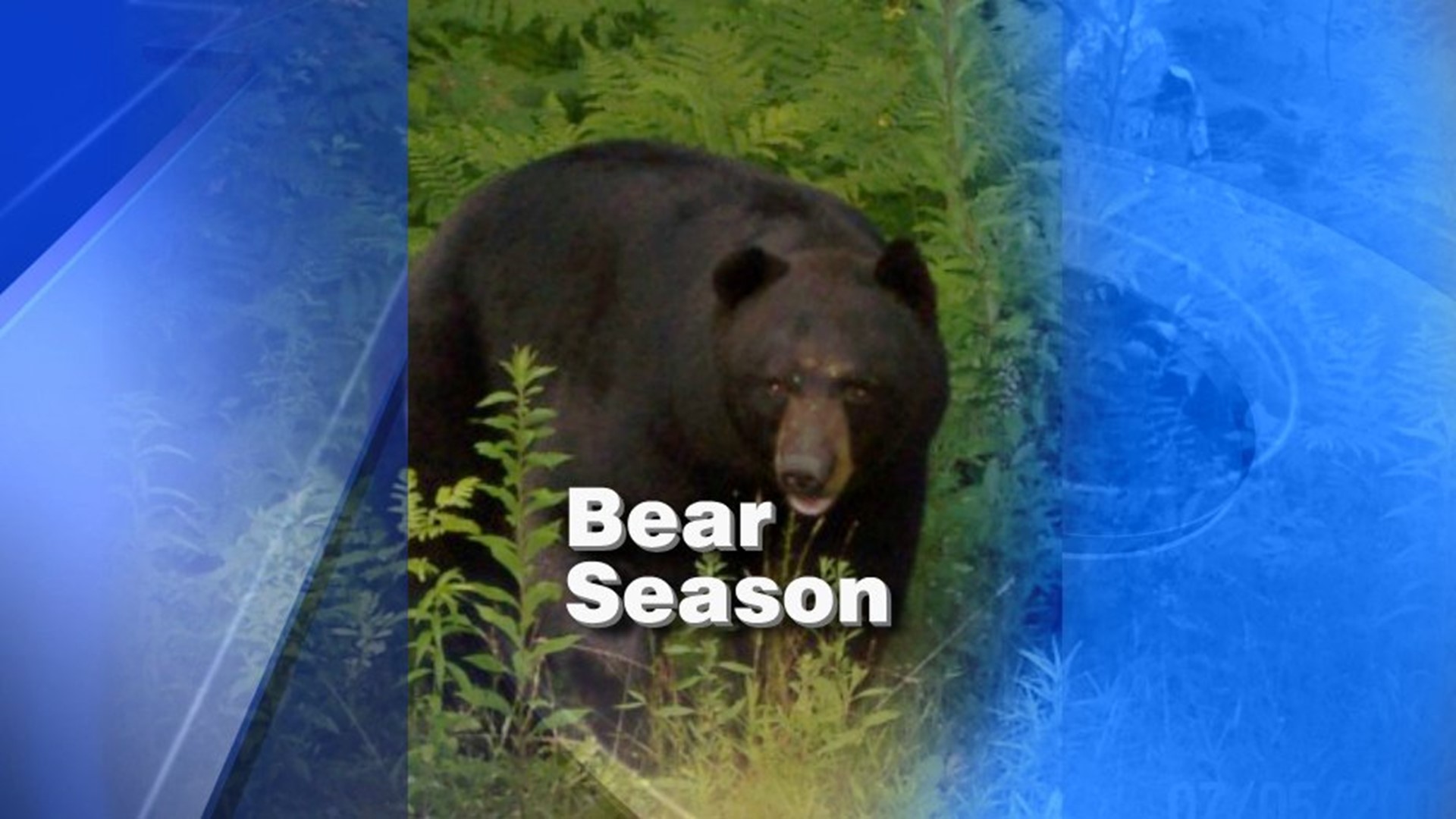 Record Year for Pennsylvania Bear Hunters | wnep.com
