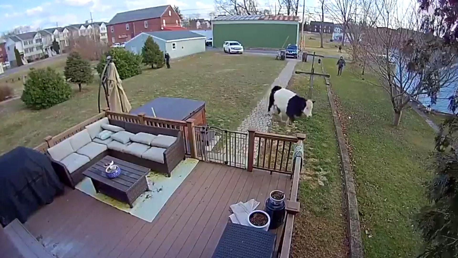 A wild cow chase in Lycoming County | wnep.com