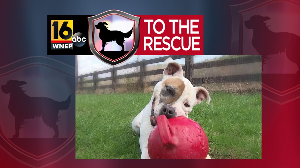 16 To The Rescue: Patches | wnep.com